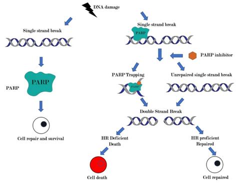 Opportunities For The Global Parp Inhibitor Market To Reach