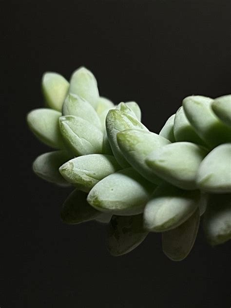 How To Use Macro Mode On Any IPhone AppleToolBox