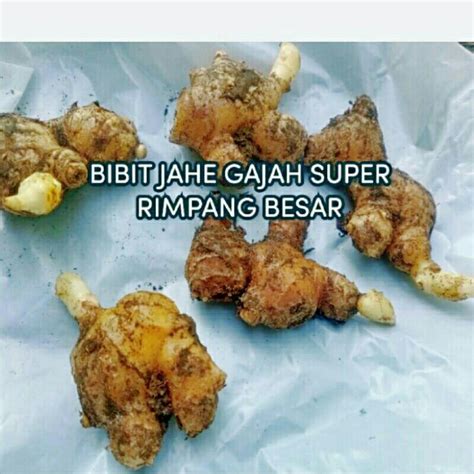 Jual 1 Kg Bibit Jahe Gajah Atau Jahe Putih Tumbuh Tunas Tua Siap Tanam