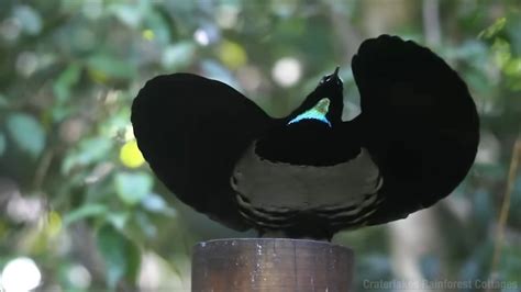 Ze Frank Narrates Birds Mating Dance As Tennis Shots