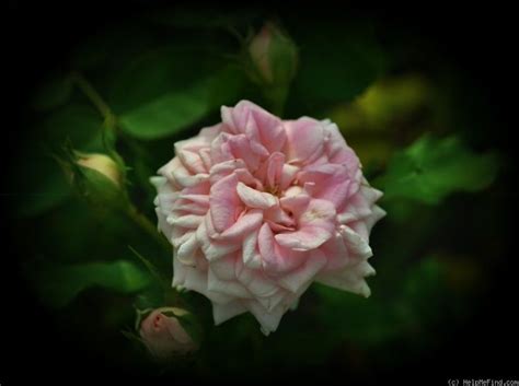 Pretty In Pink Rose Photo