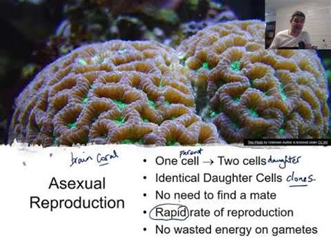 H Asexual Vs Sexual Reproduction YouTube