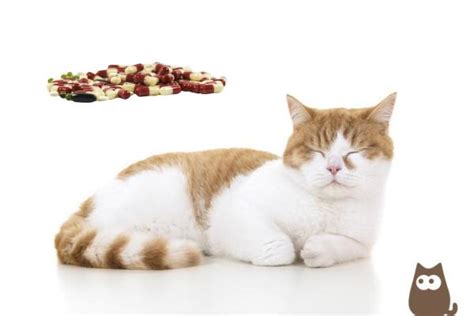Doxycycline For Cats Dosage Uses And Side Effects