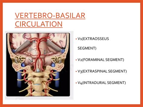 Arterial Anatomy Of Brain Pptx