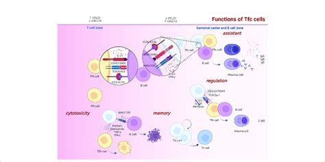Tfctfhb Cell Interactions Tfc Cell Functions Are Categorized As