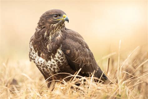 Birds Of Prey Uk Identification Guide