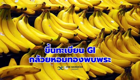 พาณิชย์ ขึ้นทะเบียนสินค้า Gi ‘กล้วยหอมทองพบพระ จังหวัดตาก สร้างรายได้ให้ชุมชนปีละ 440 ล้าน