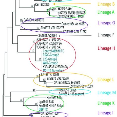 neighbour joining tree showing clustering based on partial gn
