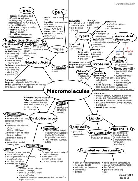 macromolecules the essential building blocks of life explained