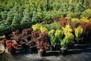 Best And Easiest Ways To Protect Trees And Shrubs In Winter Garden Betty