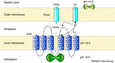 The Importance Of The Surface Urease Of Helicobacter Pylori Fact Or Fiction Trends In