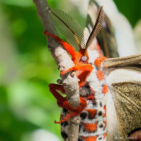 Cecropia Moth Eggs Kim Smith Films