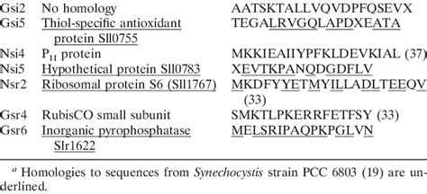 Proteins Identified From 2 D Gels By N Terminal Sequencing Spot