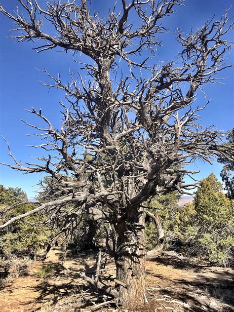 Dead Tree Free Photo On Pixabay Pixabay