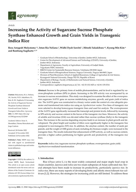 Pdf Increasing The Activity Of Sugarcane Sucrose Phosphate Synthase Enhanced Growth And Grain