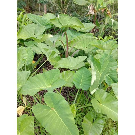 Jual Bibit Talas Kimpultalas Sayur Per Pohon Shopee Indonesia