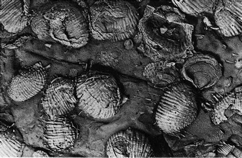 The Rock Record Got A Bad Rap Fossil Diversity Accurately Reflects History Ars Technica