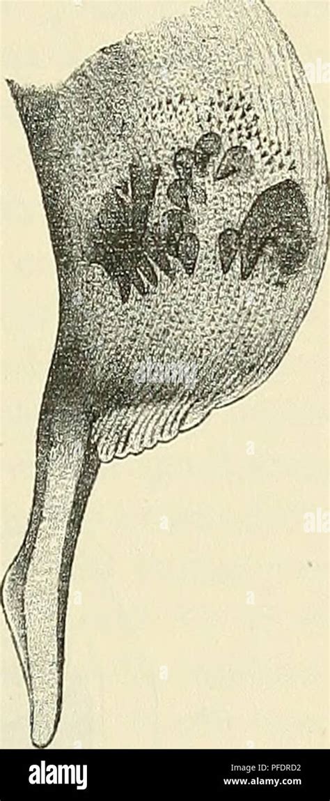 This Work From The Austrian Academy Of Sciences Presents A Monograph On