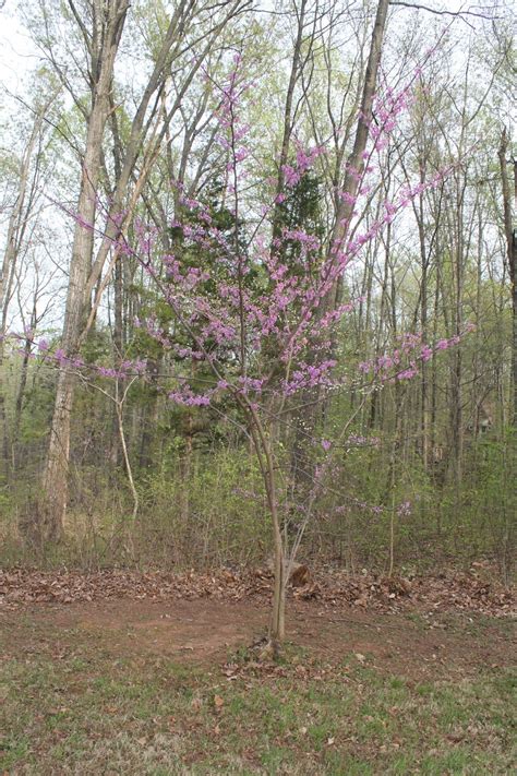 Labyrinth Gal Red Bud Trees Budding