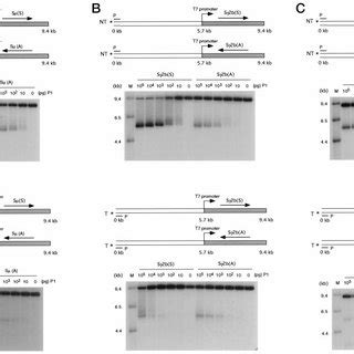 Sequence Specificity Of R Loop Formation This Figure Shows The Download Scientific Diagram