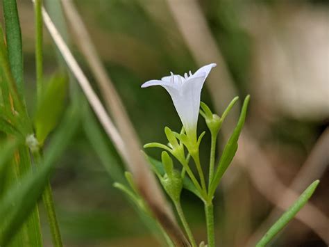 Long Leaved Bluet
