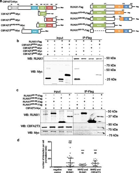 The Nhr2 Domain Of Cbfa2t3 Is Involved In The Interaction Between Runx1 Download Scientific