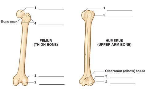 Humerus Tibia Femur Fibula Clavicle Sternum Scapula 44 Off