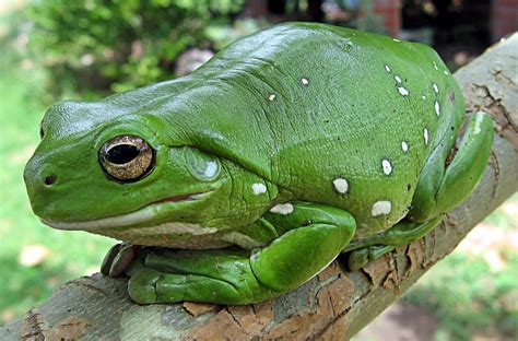 Finger Coral Tree Frog Running · Free Photo On Pixabay