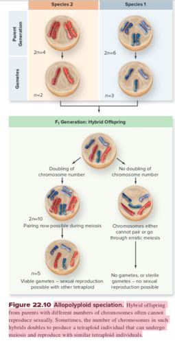 Lesson 22 Macroevolution And Speciation Flashcards Quizlet
