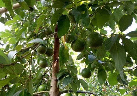 Thu Nhập Cao Từ Giống Bơ Boot Chín Muộn