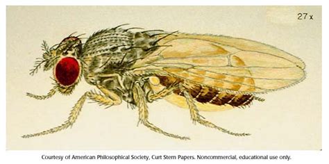 Thomas Hunt Morgan Fruit Fly Experiment Thomas Hunt Morgan Fruit Fly Experiment