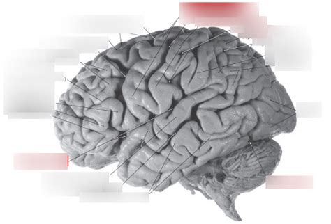 Lateral Cerebrum Diagram Quizlet