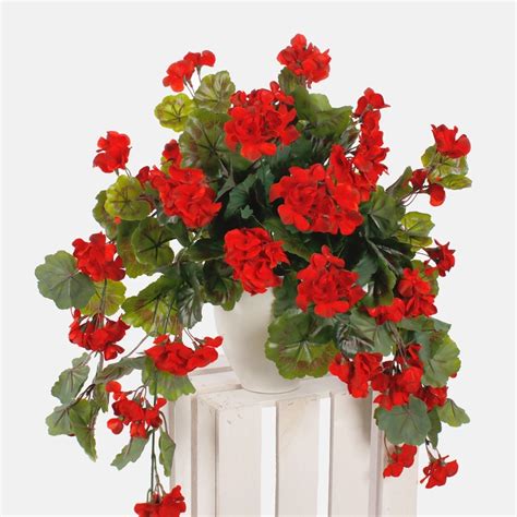 Large Geranium Trailing Bush Red Village Green Large Geranium Trailing Bush Red Village Green