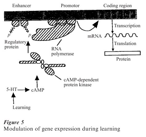 Synaptic Transmission Research Paper IResearchNet