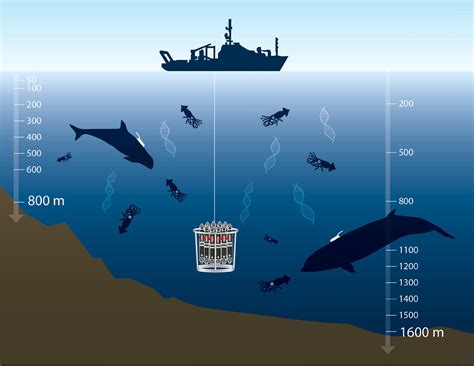 Deep Sea Predator Prey Dynamics Revealed By Biologging And Edna Analysis Oceanography