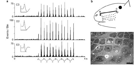 Relationship Between Airjet Stimulation And Neuronal Responses In Si Download Scientific