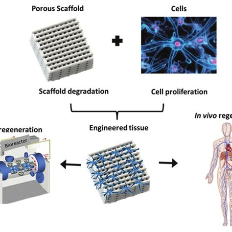 Scaffold Based Approach For Tissue Engineering Download Scientific