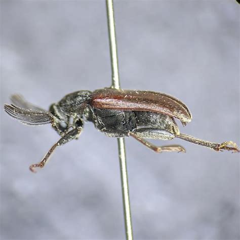 Ptilophorus Wrightii From Peppersauce Canyon Ptilophorus Wrightii