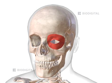 Left Orbicularis Oculi Biodigital Anatomy