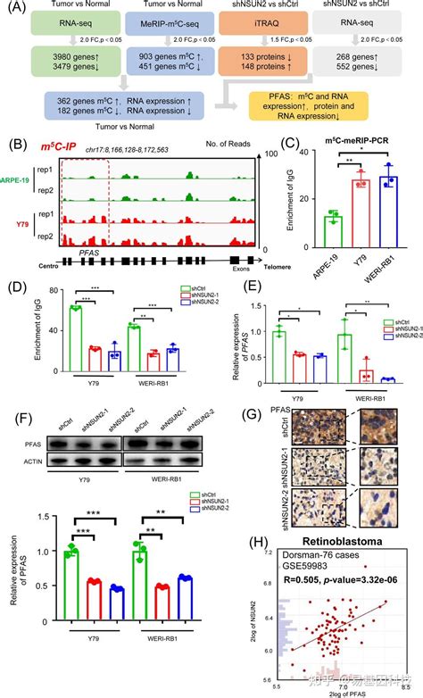 易基因：nsun2介导的m5c Rna甲基化在视网膜母细胞瘤进展中的重要作用 科研速递 深圳市易基因科技 博客园