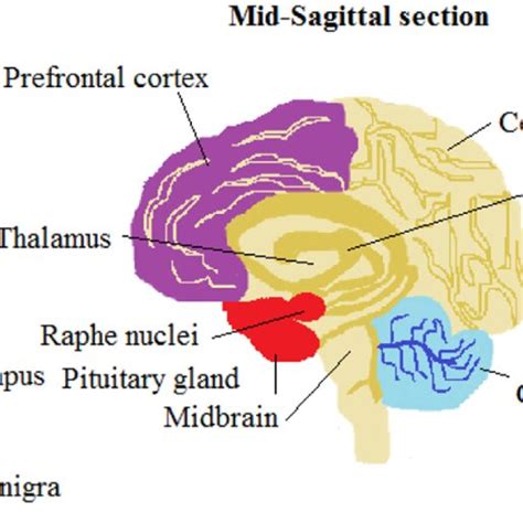 Role Of Serotonin 5 Hydroxytryptamines 5 Ht Neurotransmitter