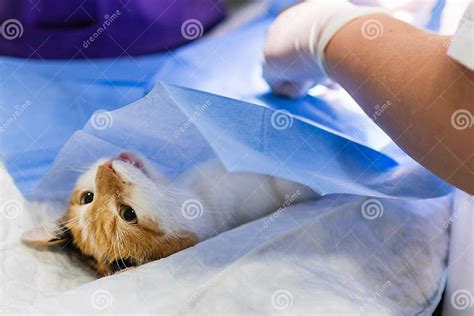 Cat on Surgical Table during Surgeon Castration in Veterinary Clinic on a Table.vet. Doctor ...