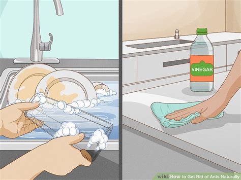 Ways To Get Rid Of Ants Naturally WikiHow