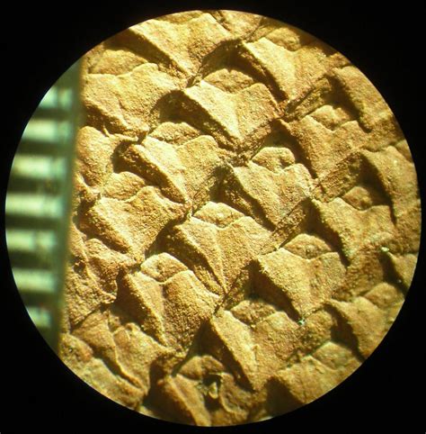 Lepidodendron Bark Member Collections The Fossil Forum