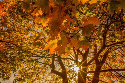 배경 화면 나무 이파리 식물 가을 옥외 1920x1279 Wallpapermaniac 1696775 배경 화면 Wallhere