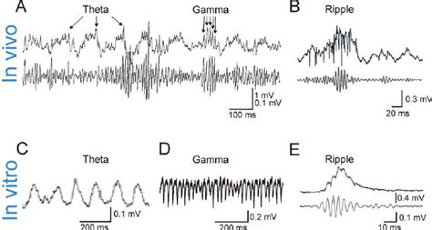 Hippocampal Network Oscillations In Vivo A B And In Vitro C E A Download Scientific