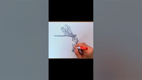 잠자리 그리기 How To Draw A Dragonfly Youtube