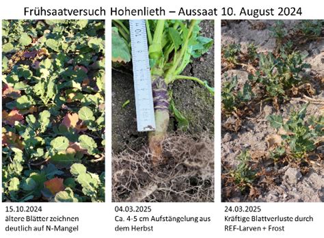 Raps Lieber Früher Oder Später Säen Und Was Tun Wenn Es Mal Spät Wird