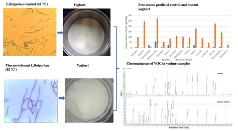 Lactobacillus Bulgaricus Diagram