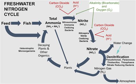 Denitrification In Aquarium